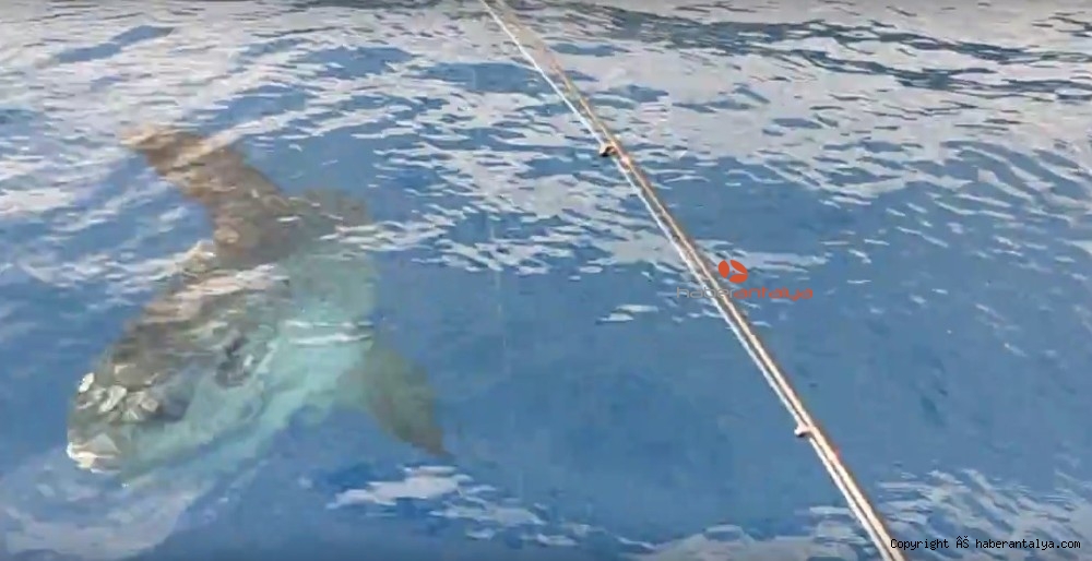 Antalya Körfezi'nde 'ay balığı' şaşkınlığı - GÜNCEL - ANTALYA'NIN İLK ...
