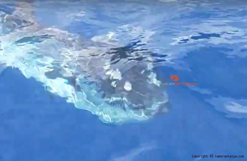 Antalya Körfezi'nde 'ay balığı' şaşkınlığı - GÜNCEL - ANTALYA'NIN İLK ...